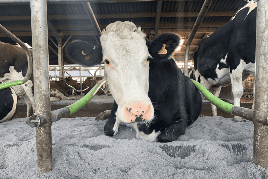 Livestock Bedding - Envirosystems