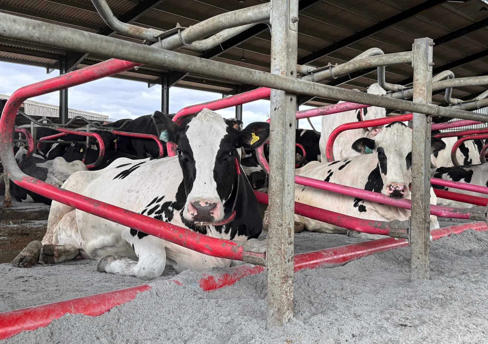 New Dairy Set-Up Delivers 43kg/Day from Comfort-Driven Bedding System ...